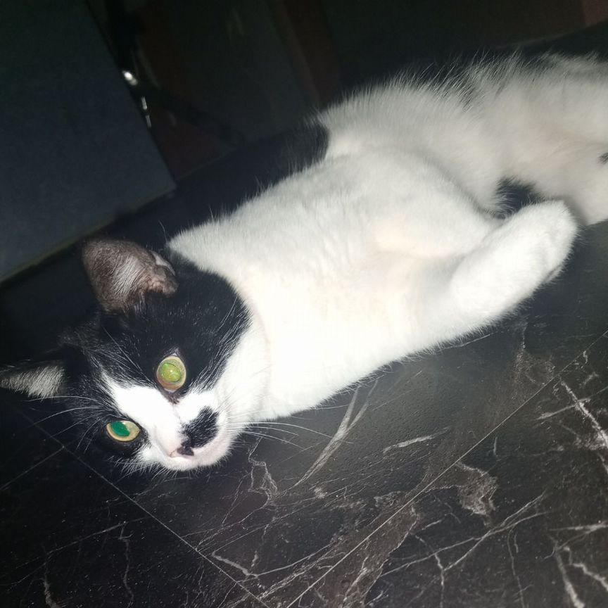 Взрослый кот в добрые руки