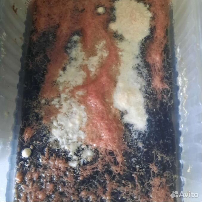 Трубочник изя