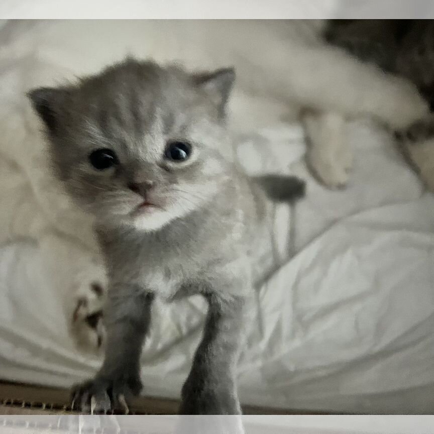 Британский короткошёрстный котёнок