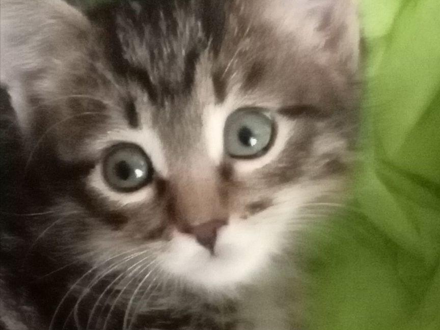 Очаровательный котик с ангельским характером