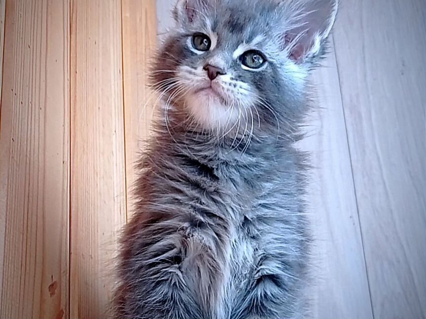 Голубой тикированный