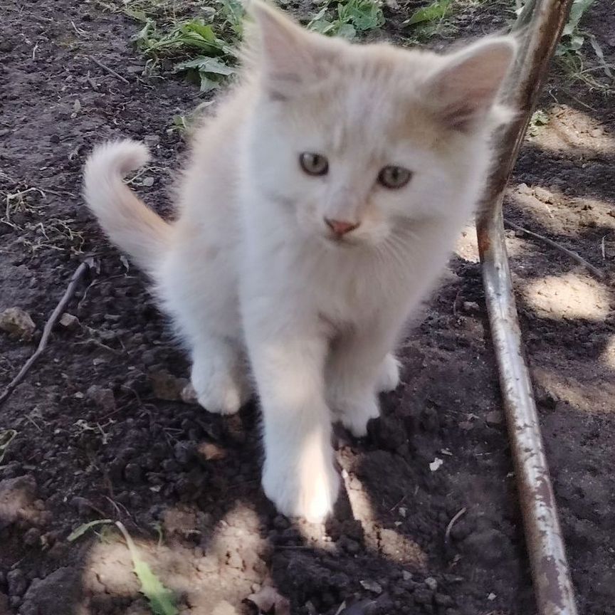Котёнок в добрые руки