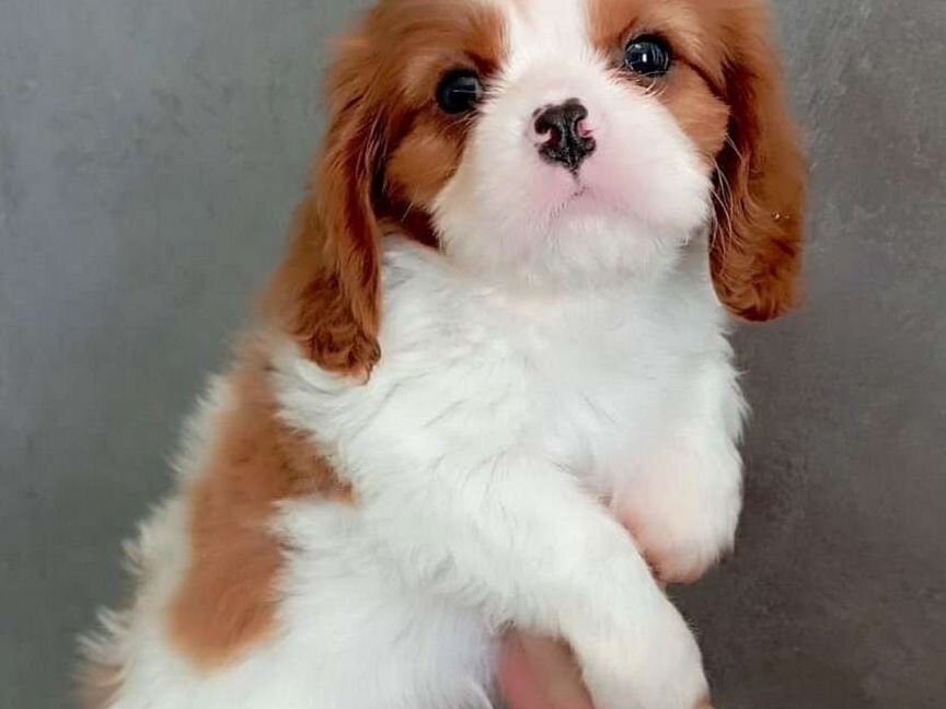 Девочка Кавалер Кинг Чарльз Спаниель