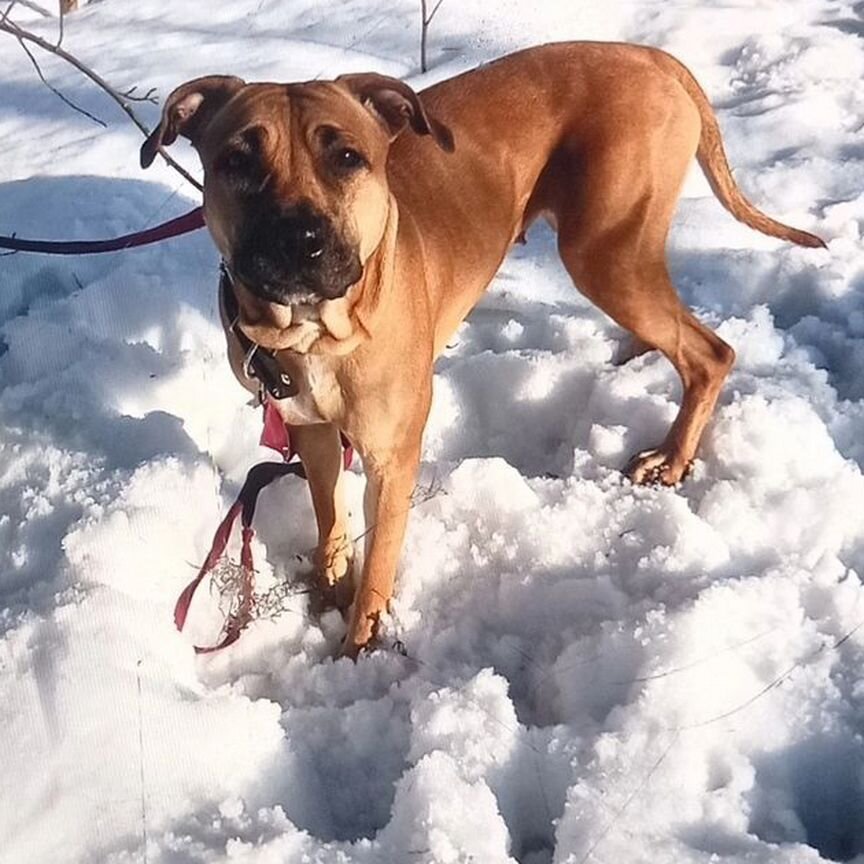 Американский стаффордширский терьер, щенок