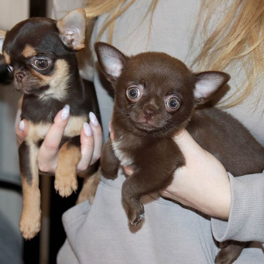 Чихуахуа, щенок