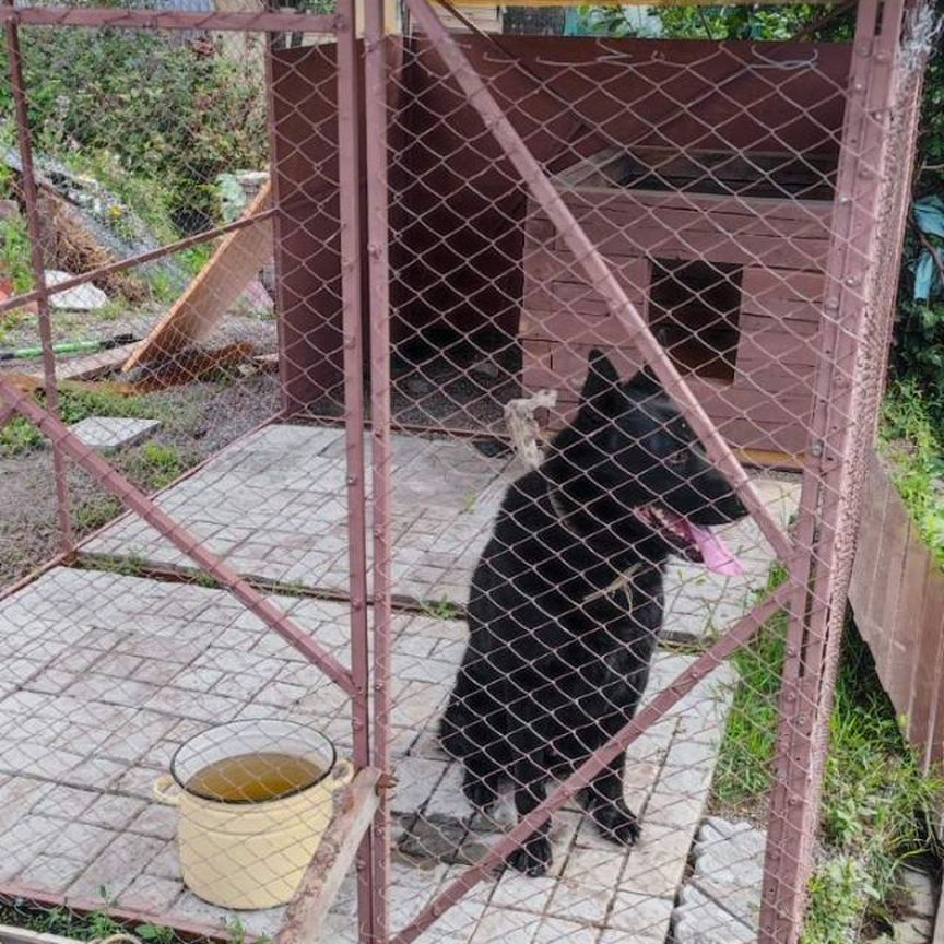 Собака в добрые руки отдам бесплатно