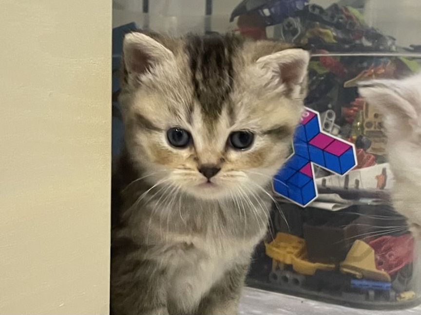 Шотландские котята
