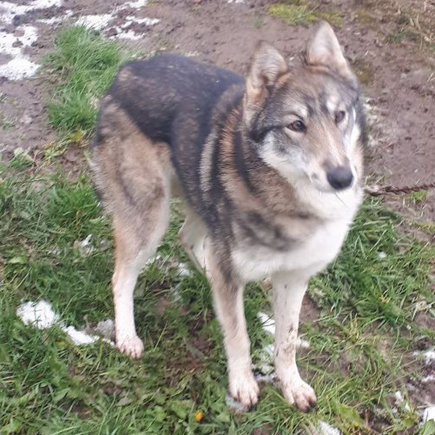 Лайка, взрослая собака