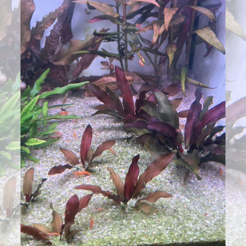 Эхинодорус красный хамелеон