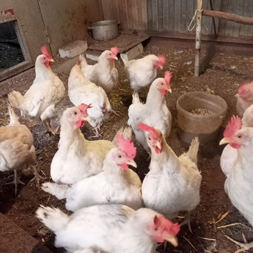 Куры несушки