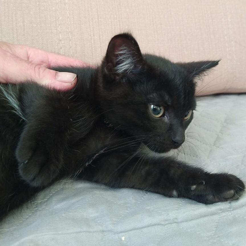 Черный котенок в добрые руки