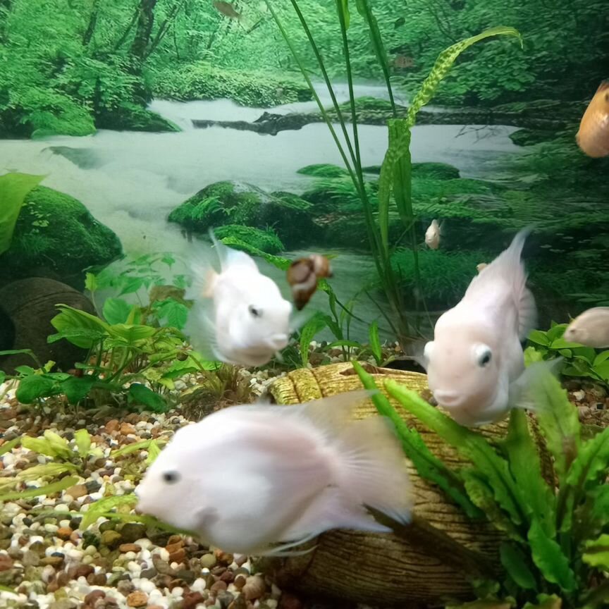 Рыбки платиновый попугай