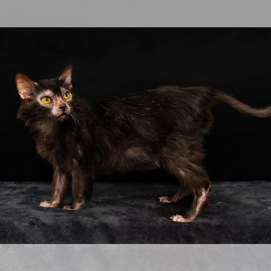 Ликой(Lykoi)