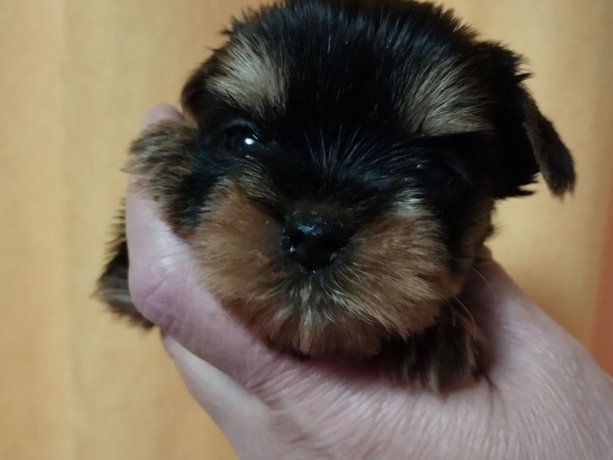 Моники йорики