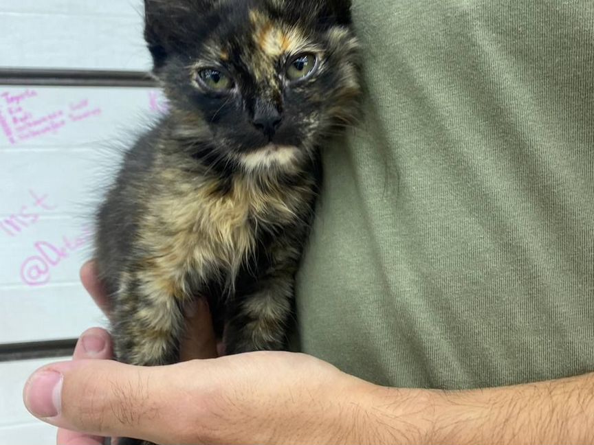 Кошечка в добрые руки