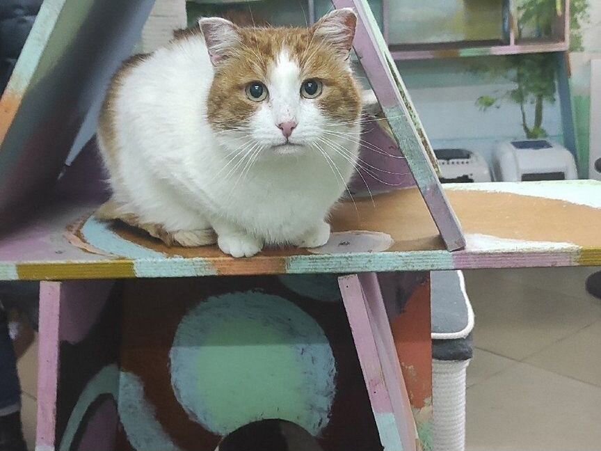 Кот Дюшес