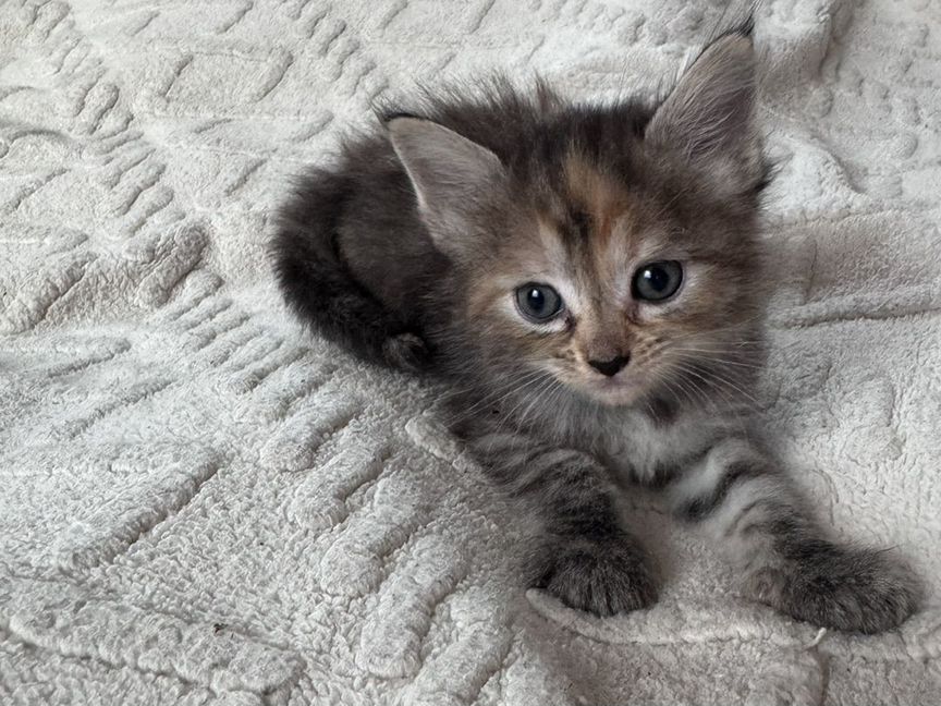 Котята мейн-кун бесплатно