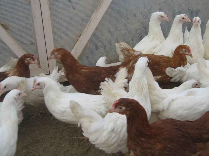 С февраля открыта продажа кур молодок
