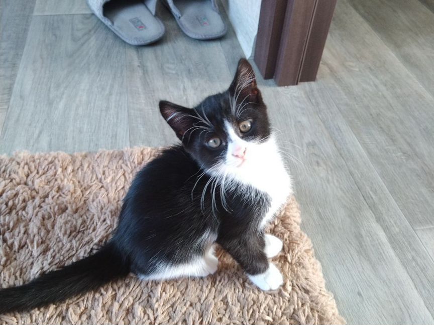 Кошка