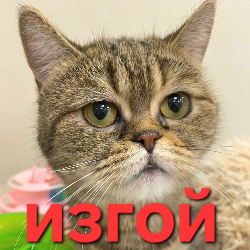 Взрослая, кошка в добрые руки