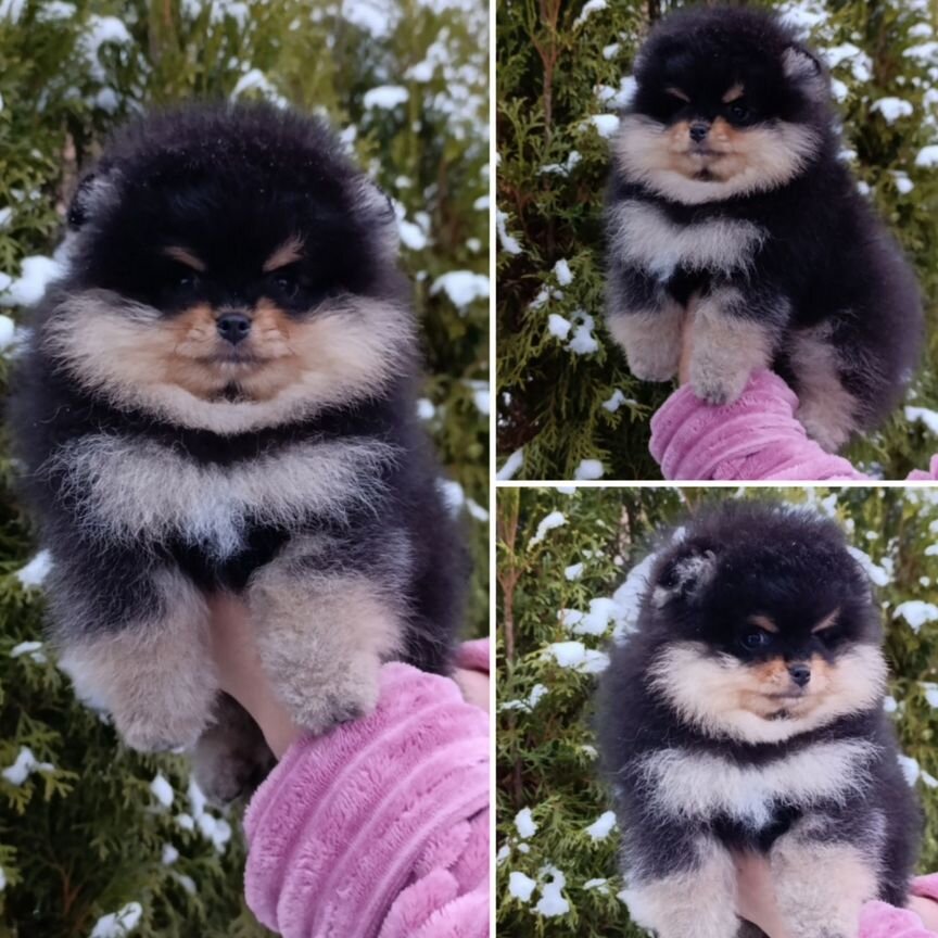 Померанский шпиц мини мальчик