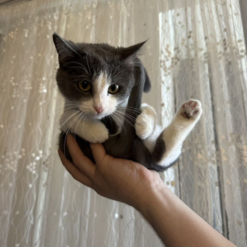 Кошка