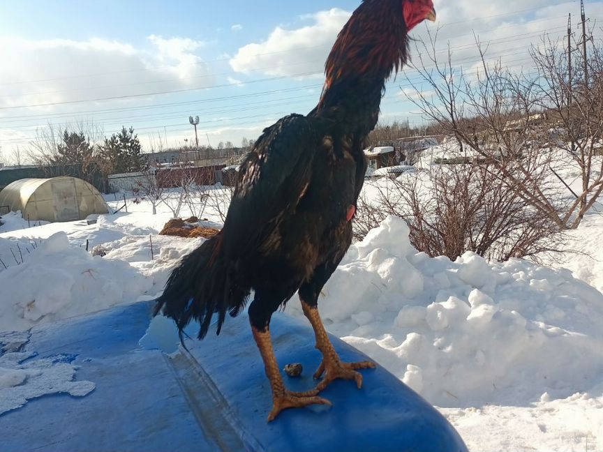 Бойцовые петухи о шамо