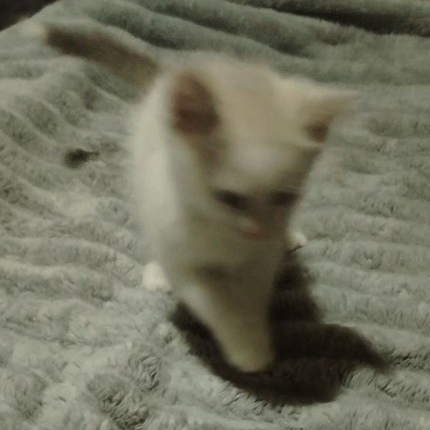 Сиамский котёнок