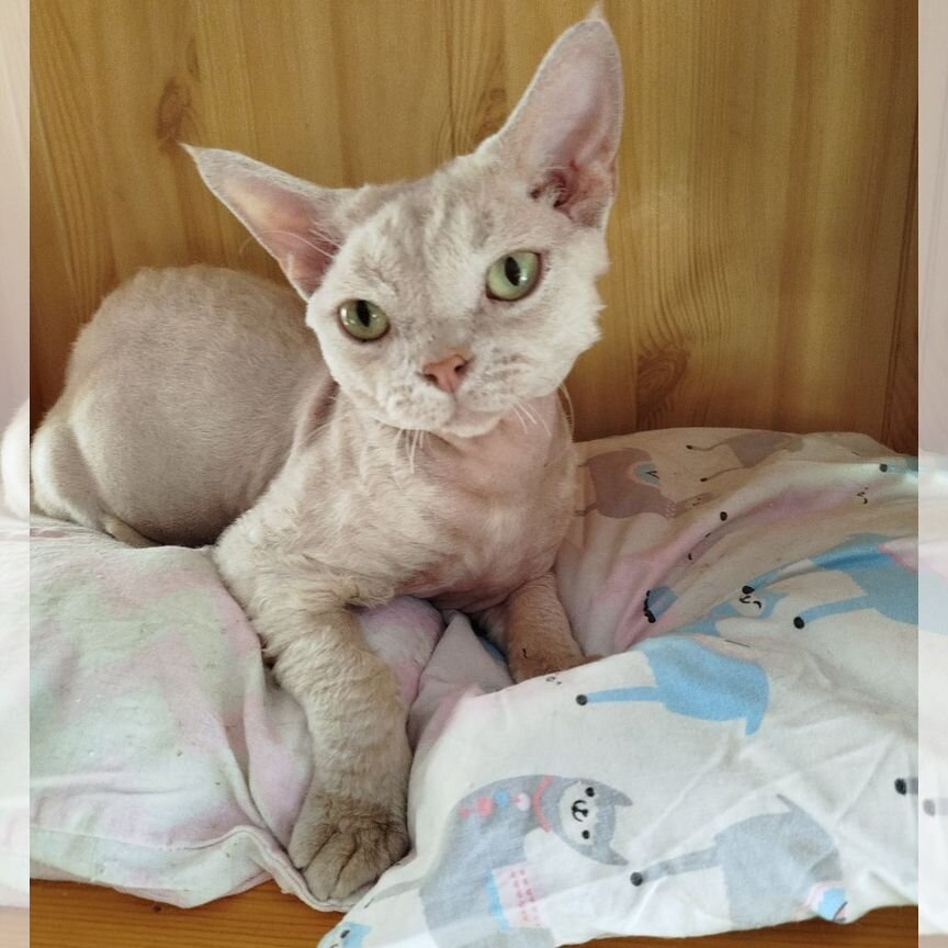 Девон-рекс, взрослый кот