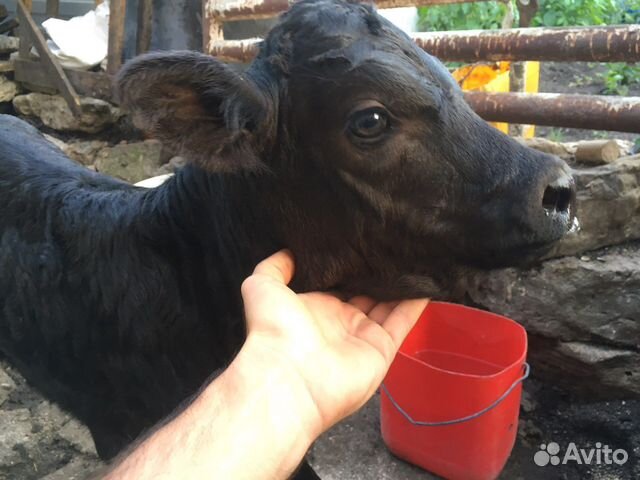 Телята телочки