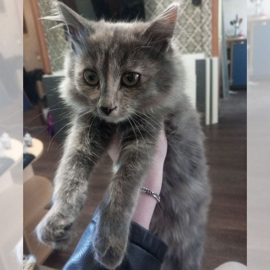 Котенок