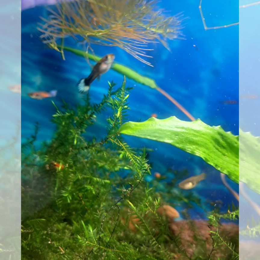 Аквариумные рыбки гуппи