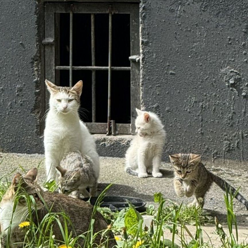 Котята в добрые руки бесплатно