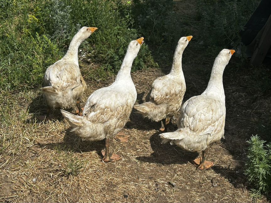 Домашний гусь