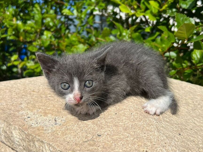 Котёнок Мики ищет семью