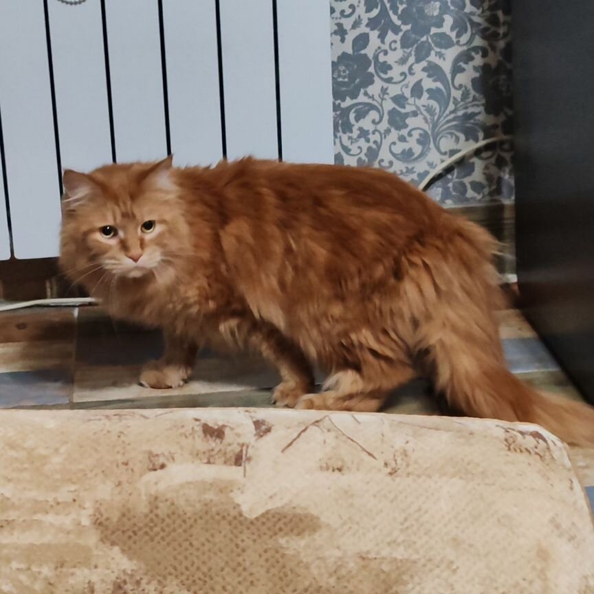Котик мейн-кун