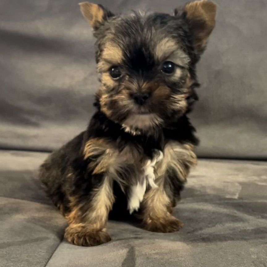 Йоркширский терьер мини