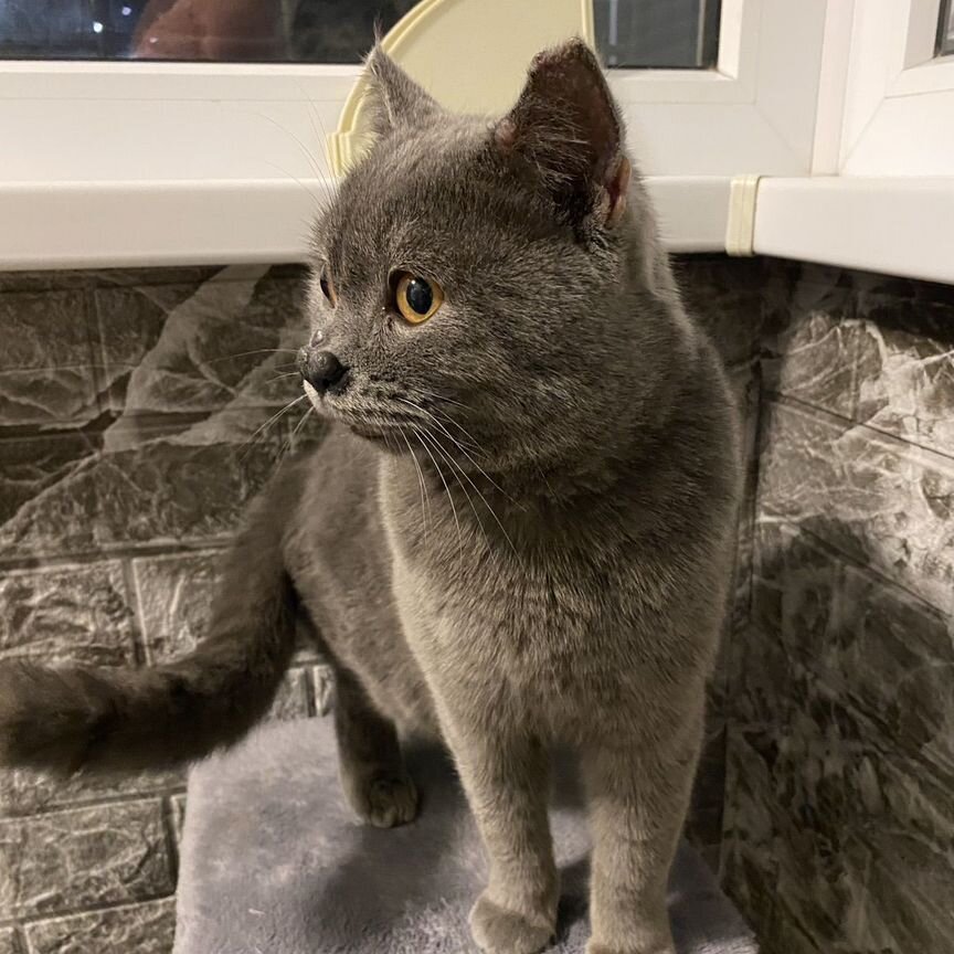 Котенок в добрые руки