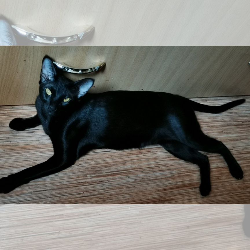 Ориентальная кошка