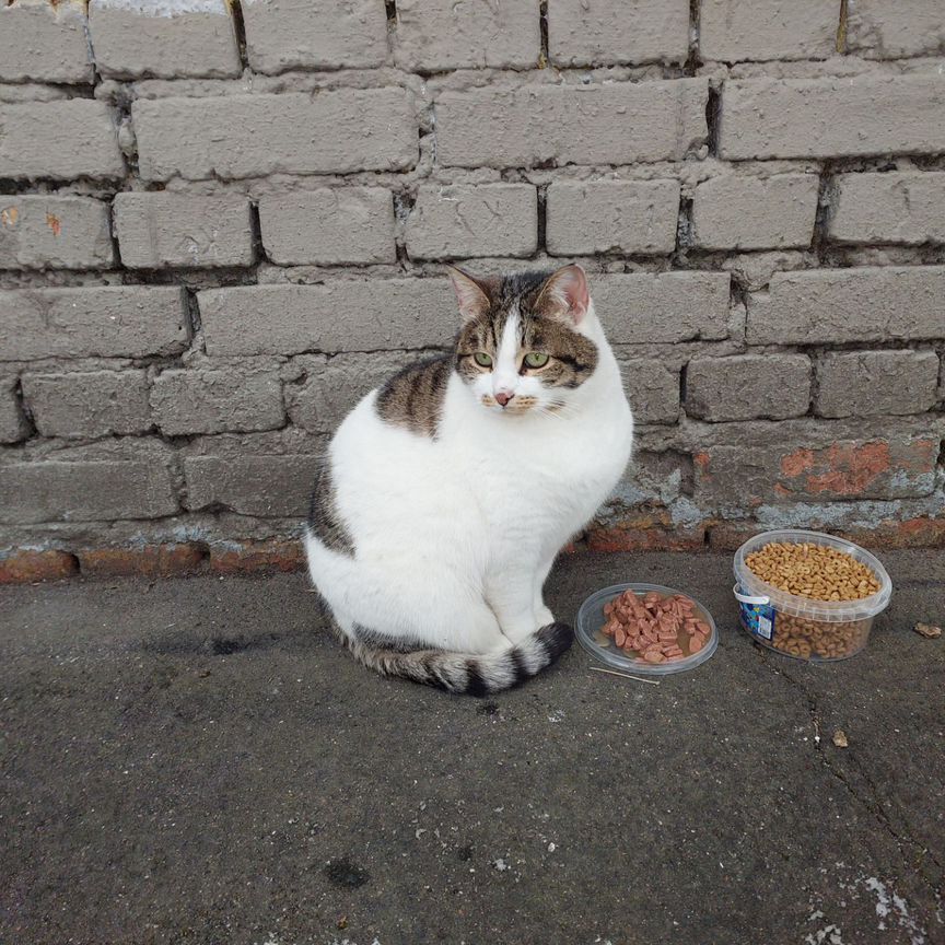 Кошечка домашняя оказалась на улице