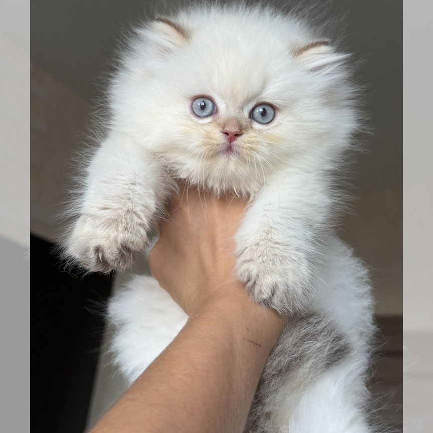 Британский длинношёрстный котёнок