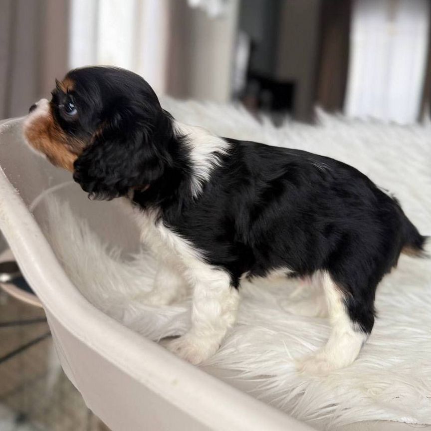 Кавалер кинг-чарльз-спаниель, щенок