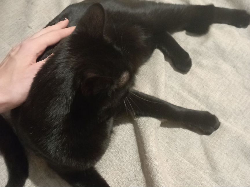 Отдам породистых котов