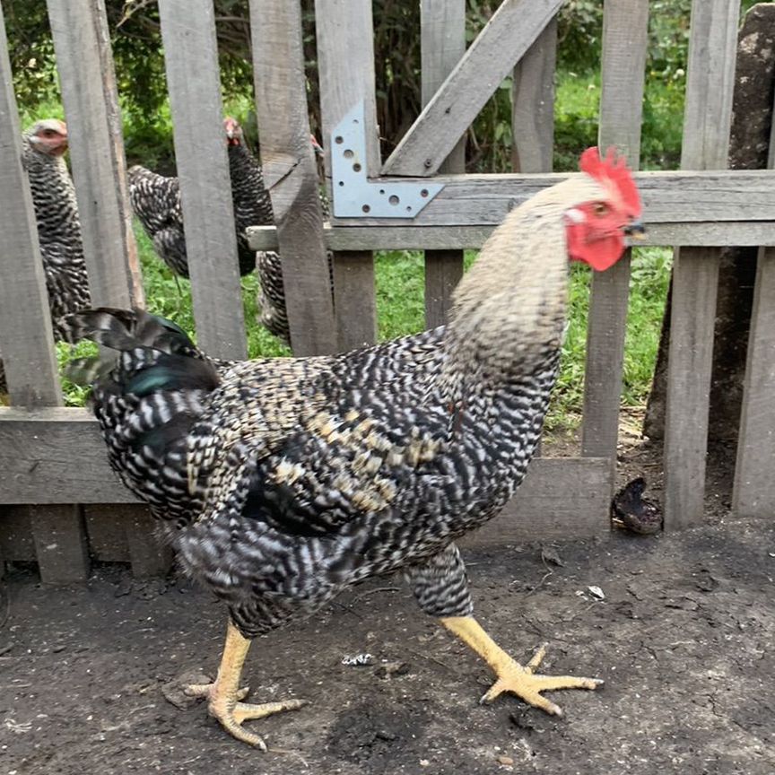 Молодые петухи австралорп