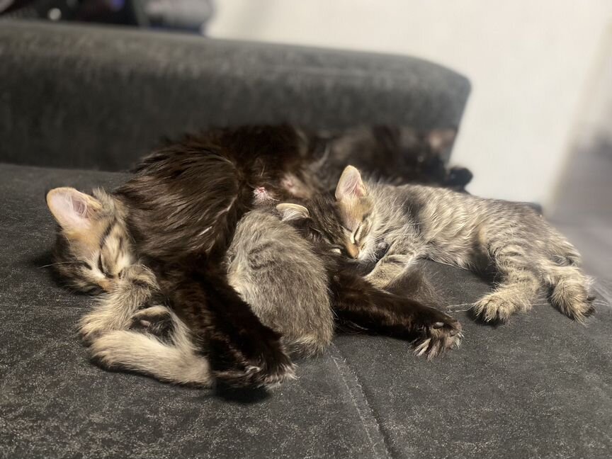 Котята бесплатно