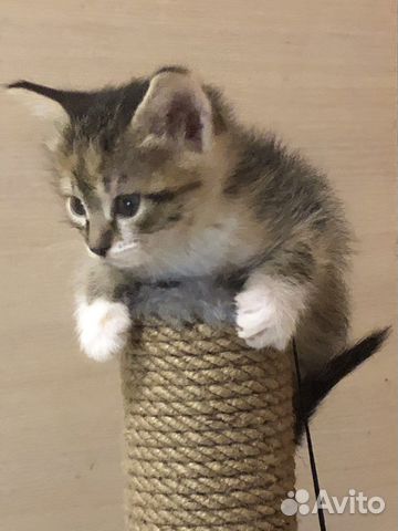 Котята Мама сфинск, папа британец
