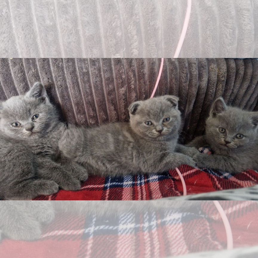 Котята шотландцы