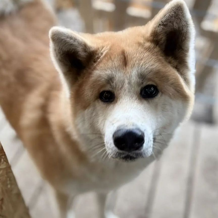 Акита-ину, взрослый пёс