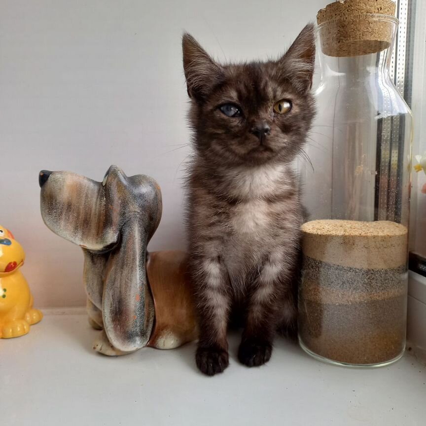 Кошки в добрые руки бесплатно