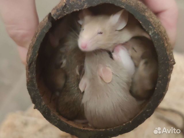 Мыши и мышата